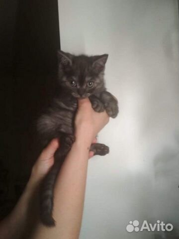 Шотландские котята