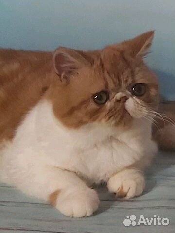 Яркая девочка экзоточка