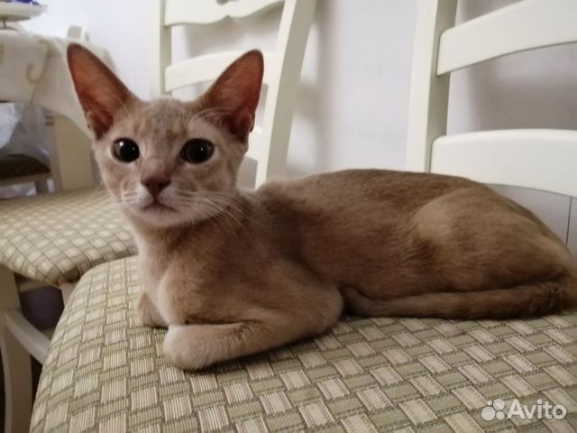 Абиссинские кот