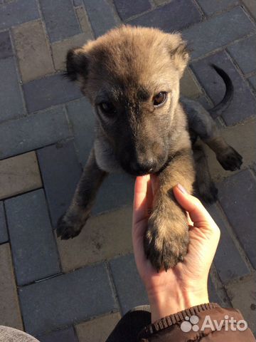 Щенок для души