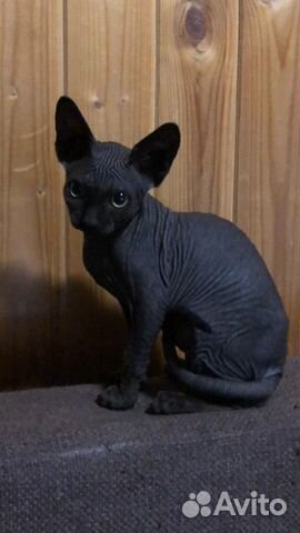 Продам котят сфинкса