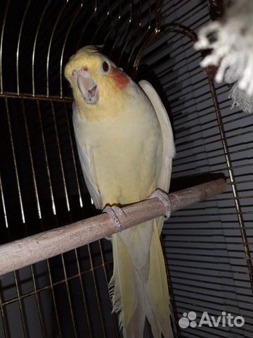 Продаётся красивый попугай "Карела"