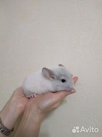Шиншилла