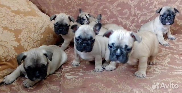 Очаровательные Французские бульдожки