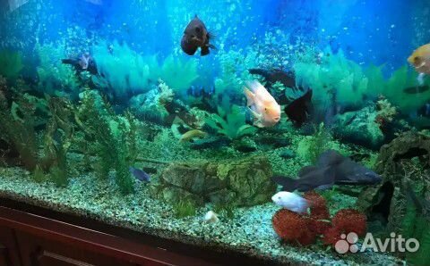 Аквариум 700 л