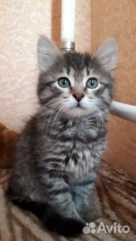 Милейшую кошечку 2 месяца. От красивейшего сибирск
