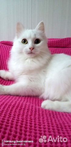 Белоснежка 3 мес с разноцветными глазами