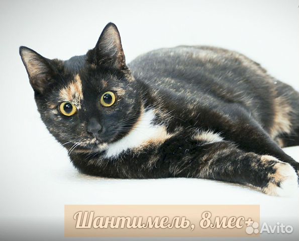 Ласковая кошечка Шантимель, ей 8 мес, стерилизов
