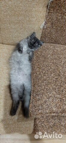 Кот. шотландец