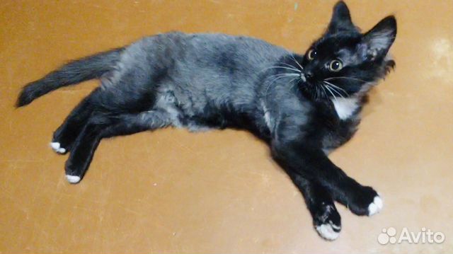 Отдам в очень хорошие руки