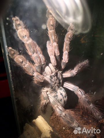 Heteroscodra Maculata, самка