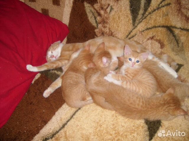 Милые рыжие котята