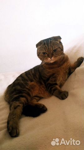 Кошка Бонни (шотландская вислоухая). Бесплатно