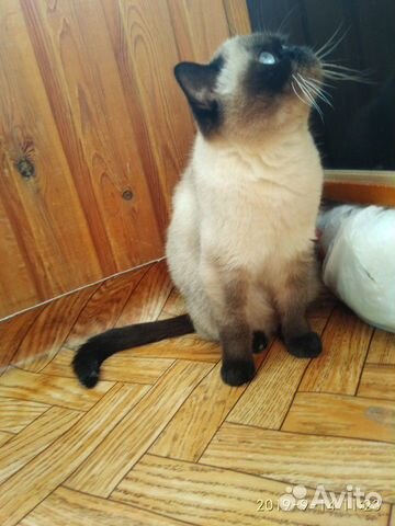 Кошка экзот