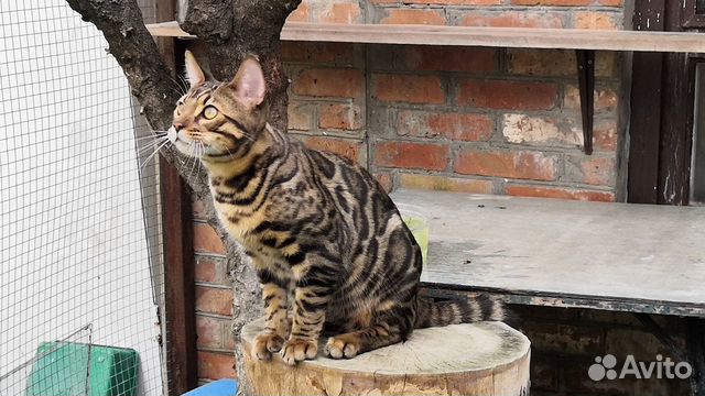 Чёрная пятница и у бенгалов