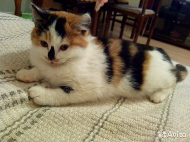 Трехцветный котенок Эльза