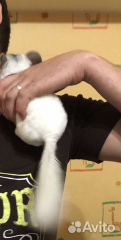 Шиншилла мальчик