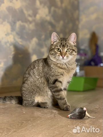 Совенок ищет дом