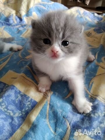 Британские котята