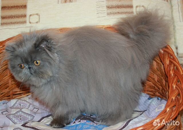 Котенок персидский