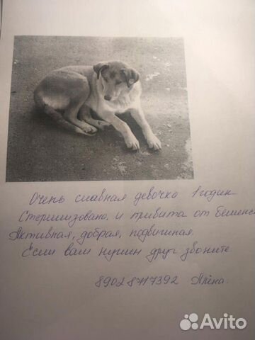 В добрые руки