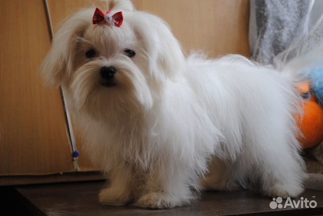 Гламурный малыш