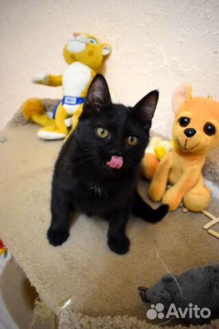 Котёнок Ричи 4 мес в добрые руки