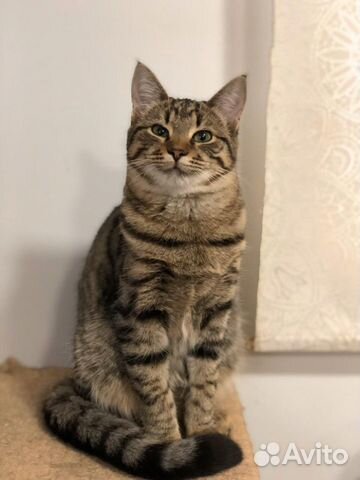 Полосатый Котенок-девочка