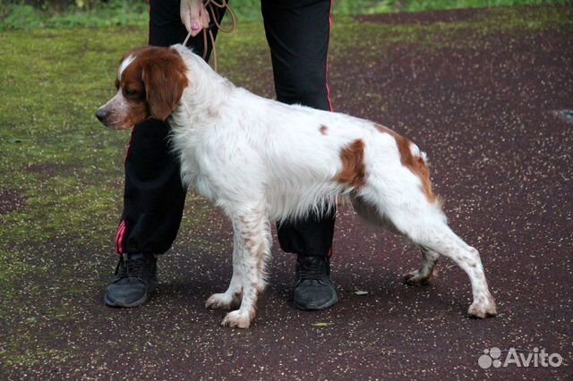 Эпаньол бретон (Эпаньоль Бретон) Щенки