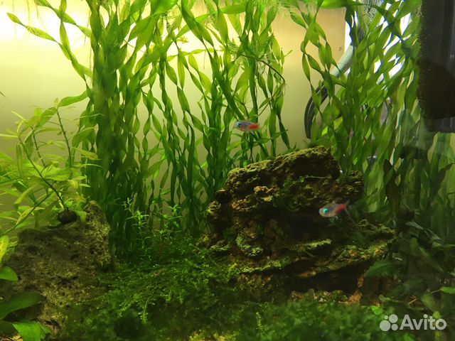 Валиснерия спиральная