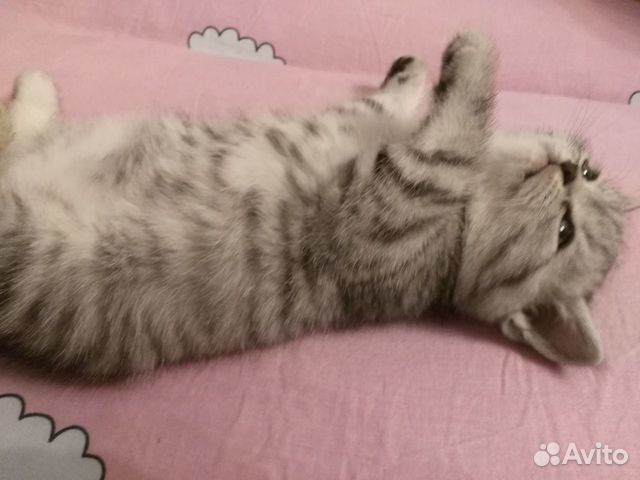 Шотландская кошечка