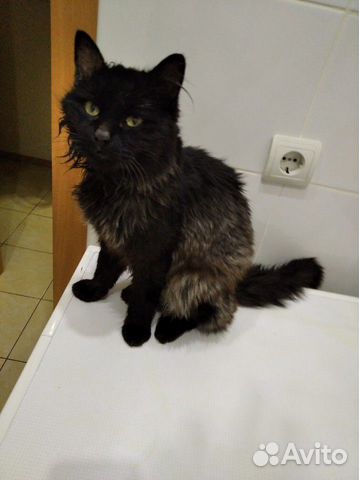 Может кто узнает своего котика