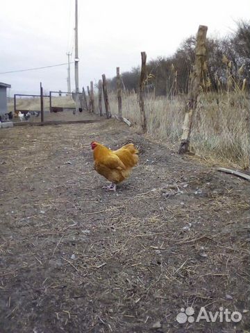 Петухи орпингтон
