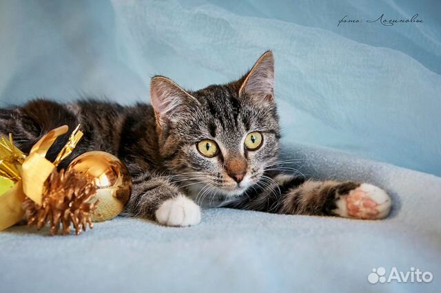 Котёнок-девочка Марфута 2-3 мес