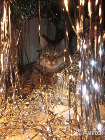 Отдам кошку в добрые руки