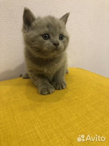 Британский котёнок