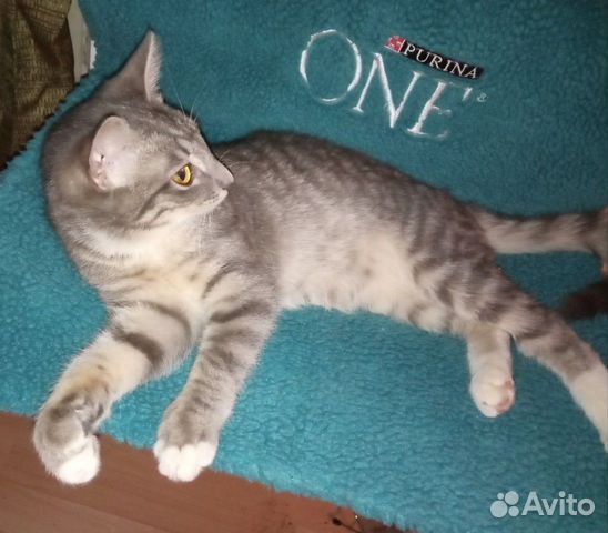 Котенок в добрые руки