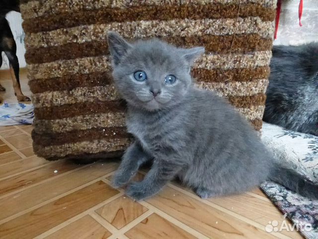 Котята шатланцы