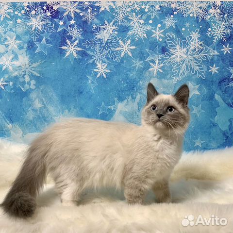 Невская маскарадная девочка в белых сапожках