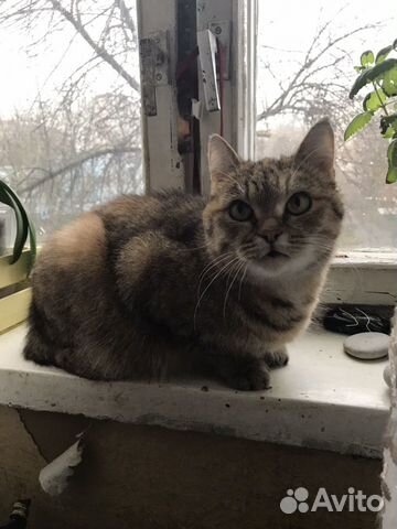 Кошка в добрые руки