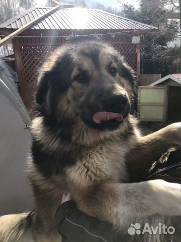 Отдам собаку в хорошие руки