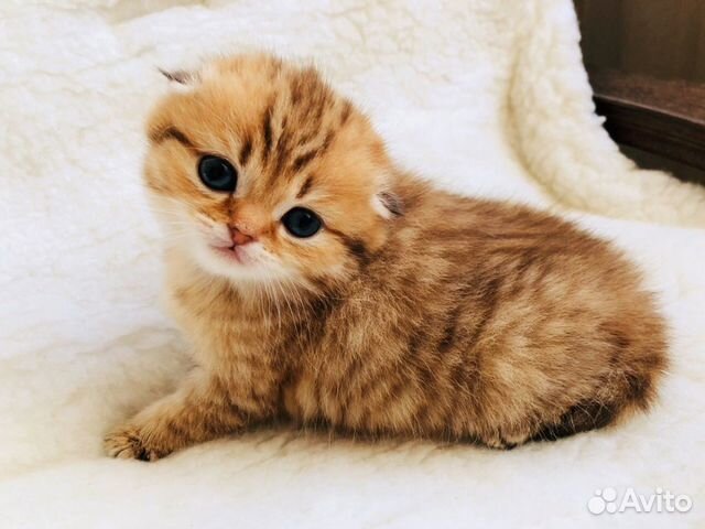 Шотландская девочка (фолд)