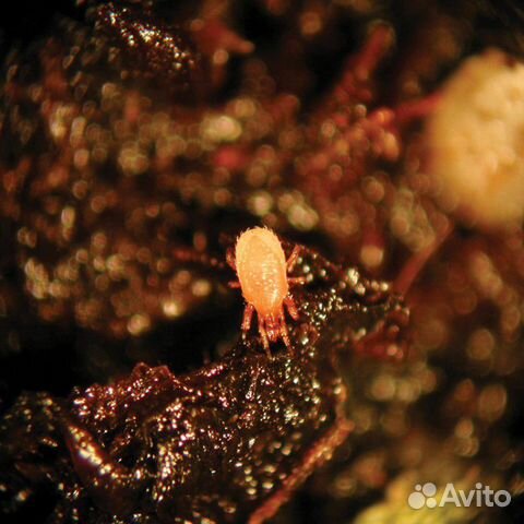 Hypoaspis Miles (Гипоаспис )