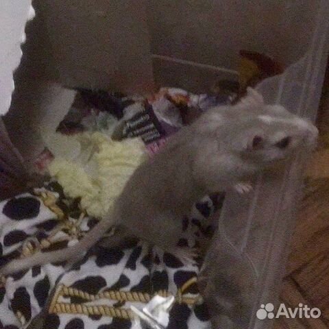 Песчанка в добрые руки