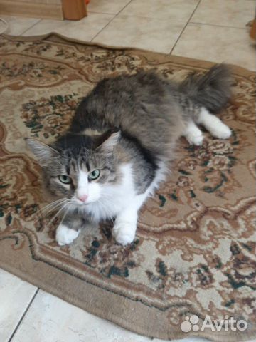 Стерилизованная кошка