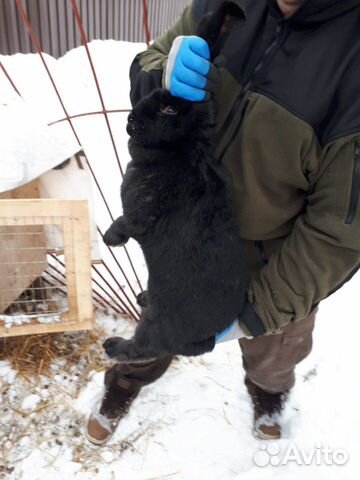 Кролики 2 самки черные и самец рыжий крупные.Цена