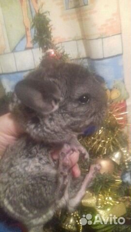 Шиншилла,девочка носитель фиолета