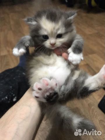 Шотландские котята