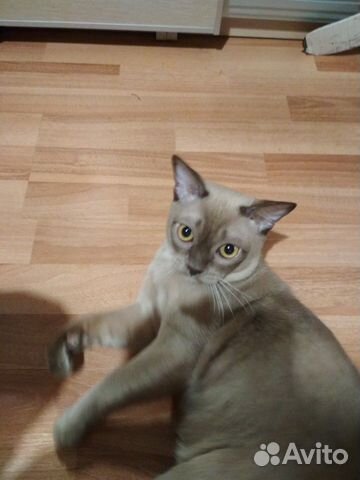 Кот Бурма 7 мес