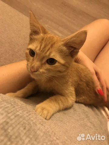 Котёнок